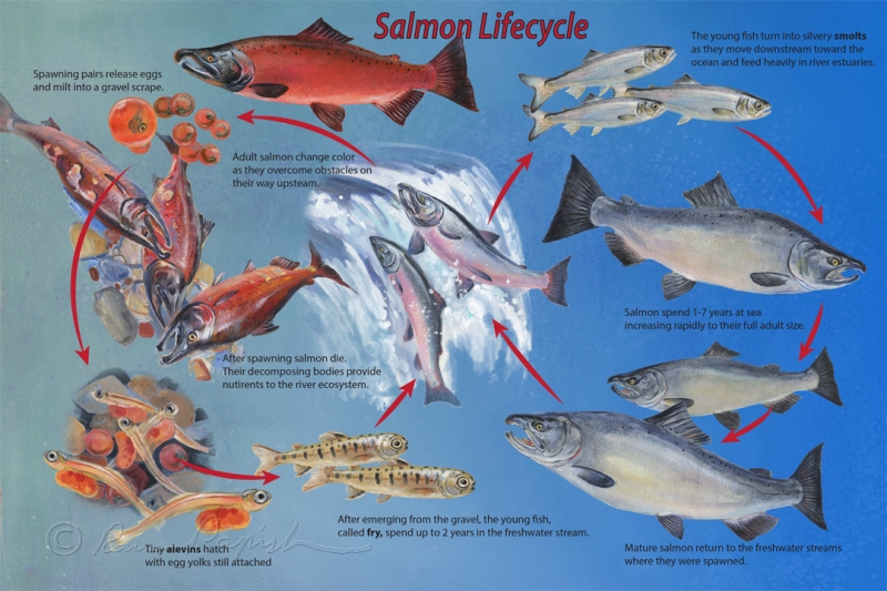 Salmon Lifecycle